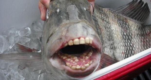 El extraño pez que tiene dientes humanos - Cadena de los Andes